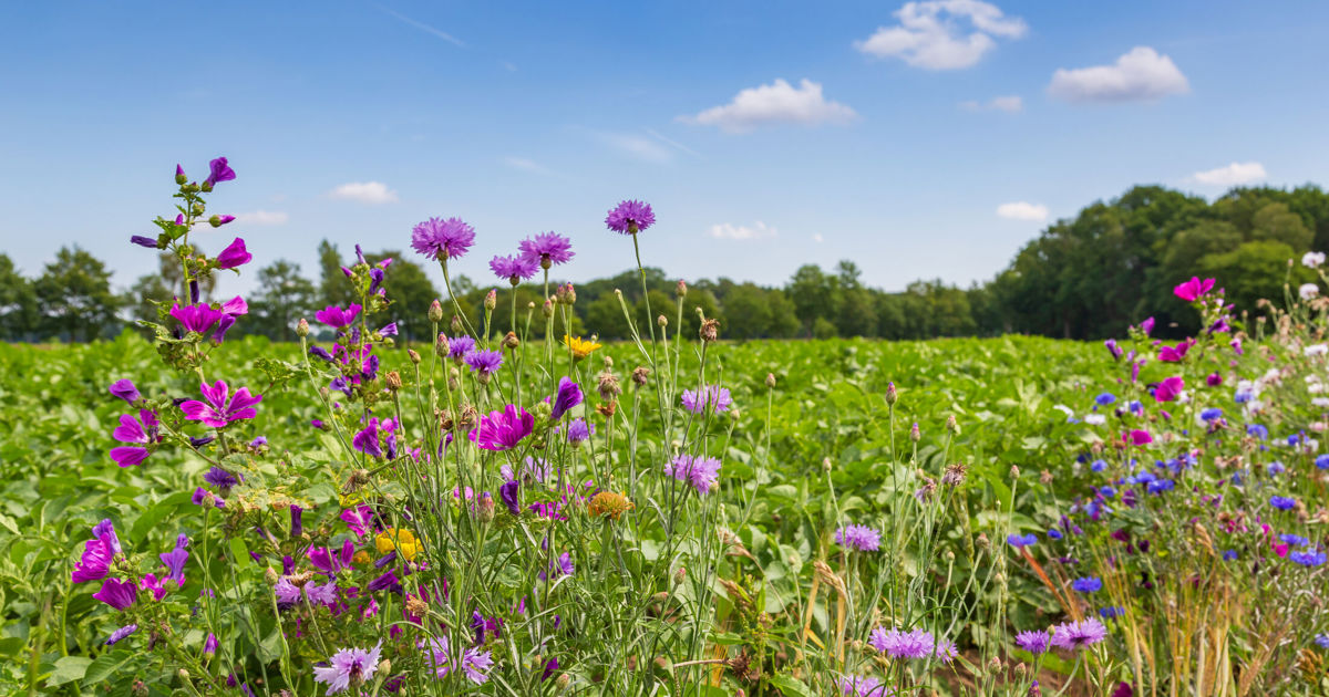 Natuur en milieu - Provincie Overijssel